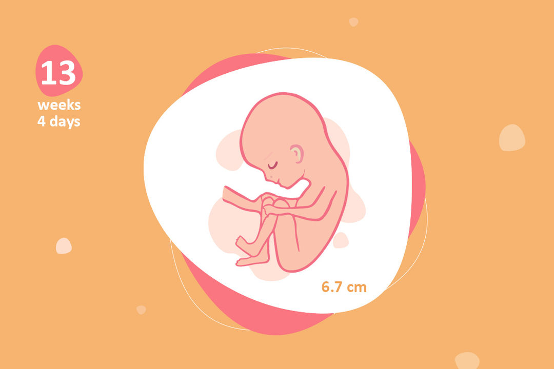 13 weeks and 4 days pregnant - Baby Fetal Progress, Ultrasound ...