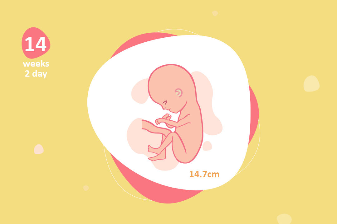14 weeks and 2 days pregnant - Baby Fetal Progress, Ultrasound ...