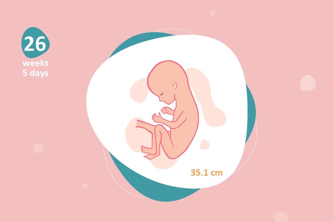 26 weeks and 5 days pregnant - Baby Fetal Progress, Ultrasound ...