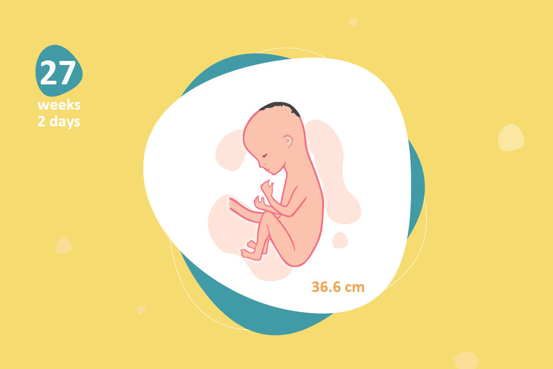 27 weeks and 2 days pregnant - Baby Fetal Progress, Ultrasound ...