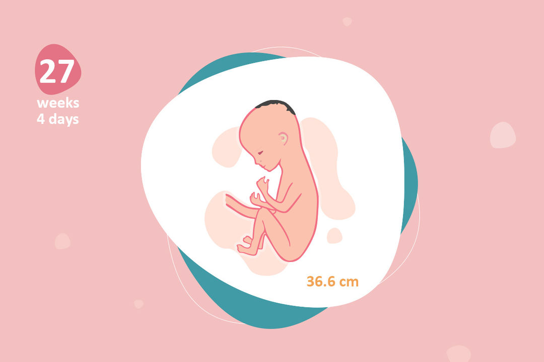 27 weeks and 4 days pregnant - Baby Fetal Progress, Ultrasound ...