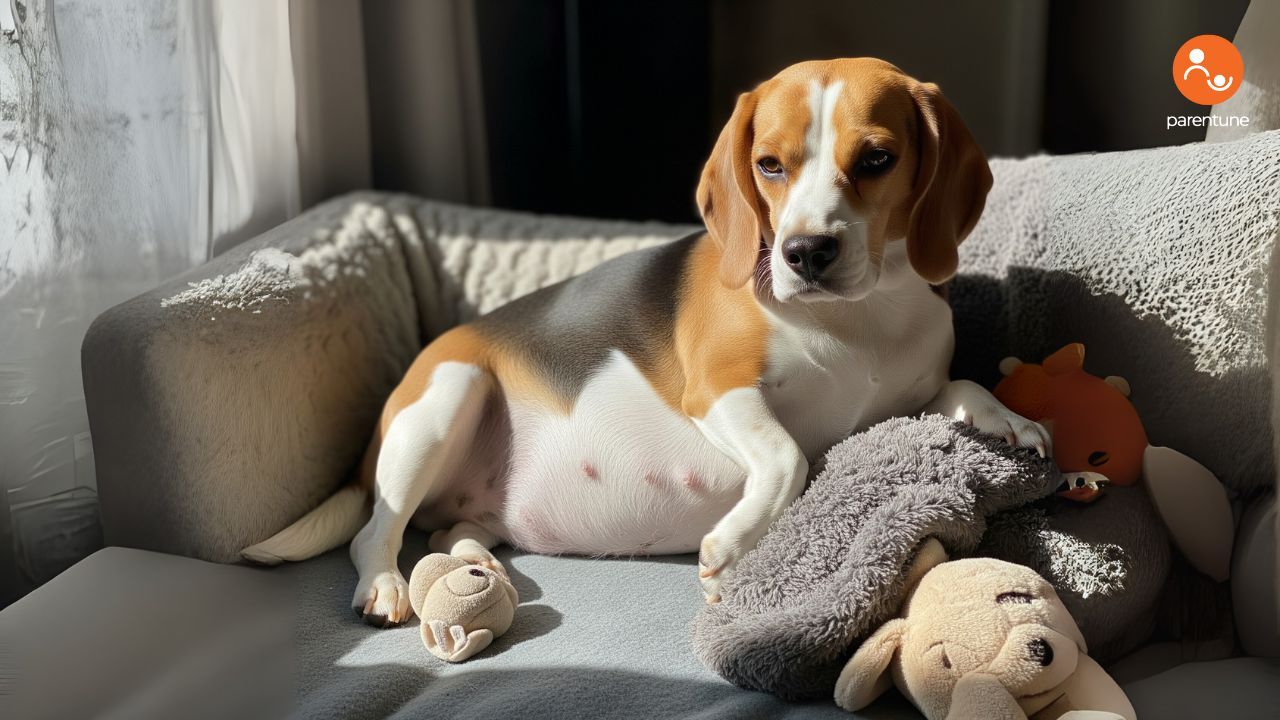 Dog Pregnancy: Signs, Symptoms, And What To Expect