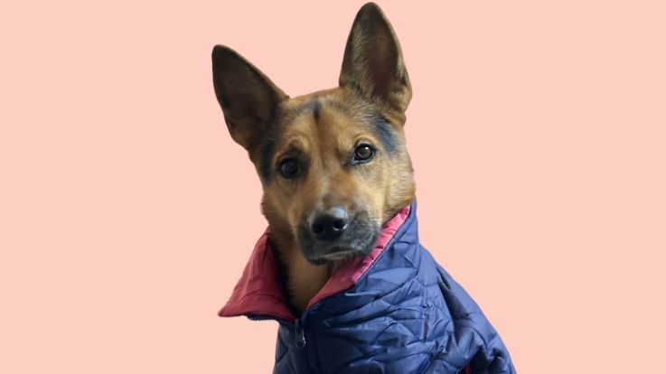 How To Find The Best Name For Your Pet Dog