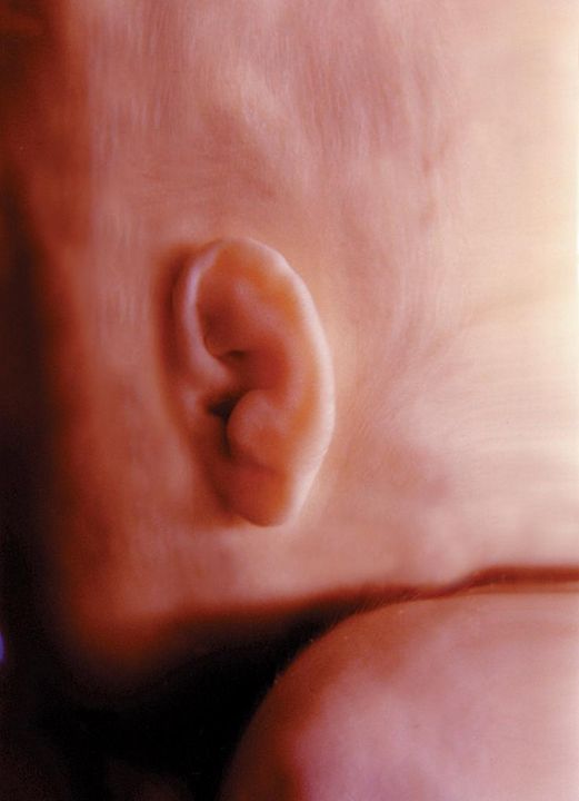 17 Weeks And 7 Days Pregnant Baby Fetal Progress Ultrasound 17 Weeks And 7 Days Pregnant Baby Fetal Progress Ultrasound