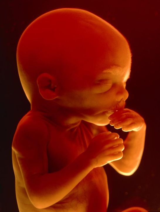 24 Weeks And 5 Days Pregnant Baby Fetal Progress Ultrasound 